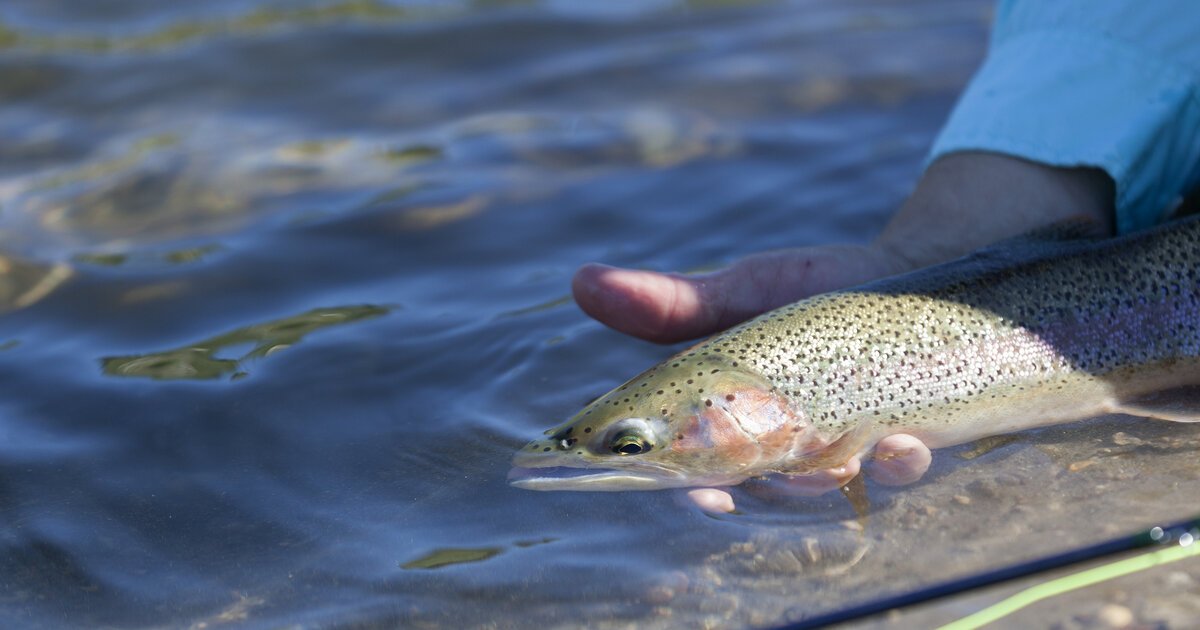 The Ultimate Guide to Catch and Release Fishing | Discover Boating