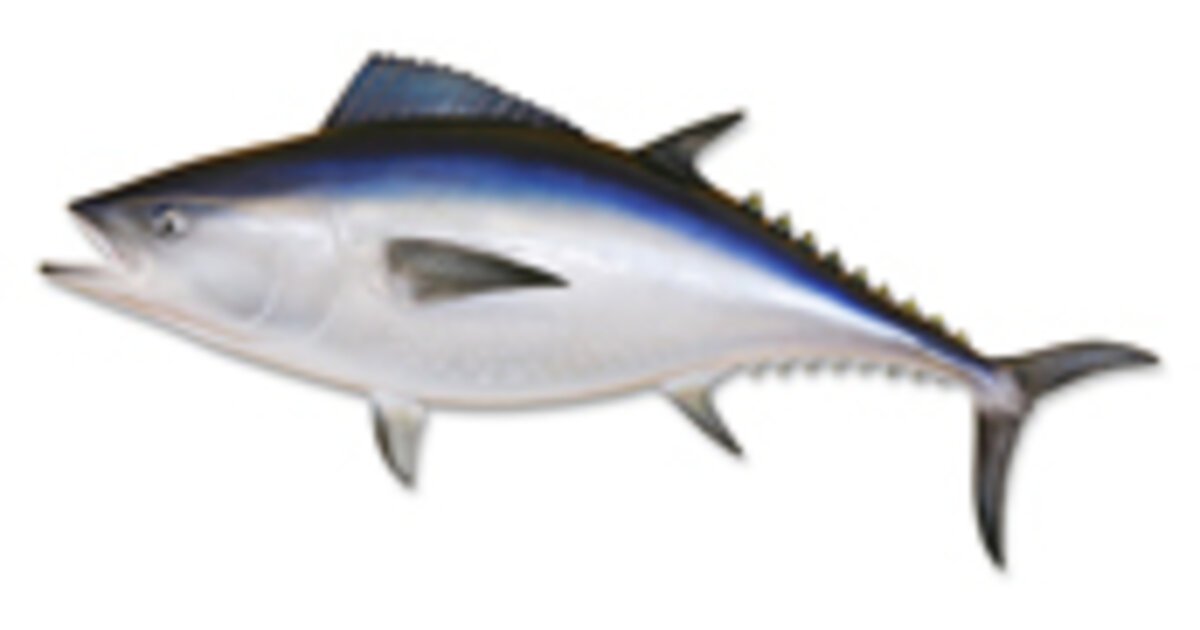 Saltwater Fishing: Bluefin Tuna | Discover Boating