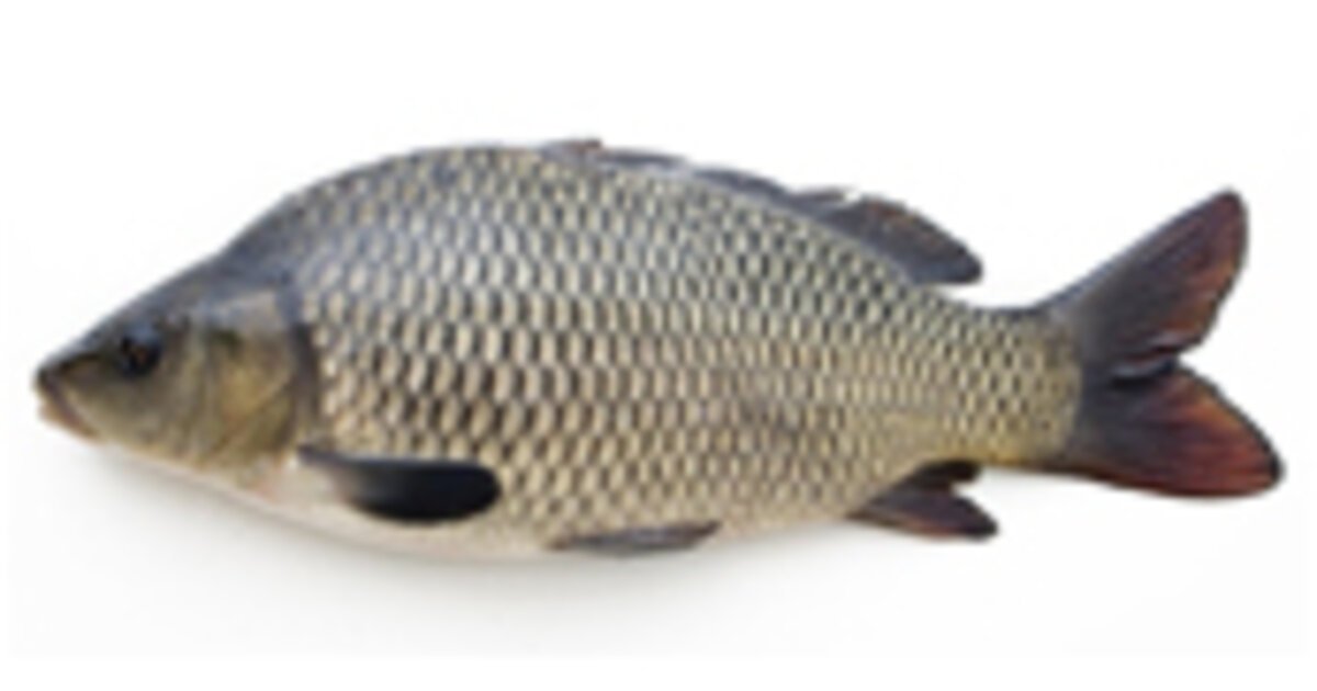 Freshwater Fishing - Carp | Discover Boating