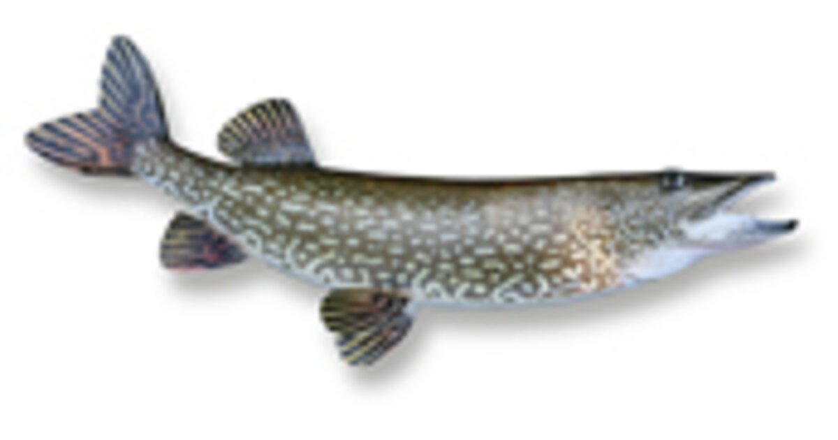 Freshwater Fish: Northern Pike | Discover Boating