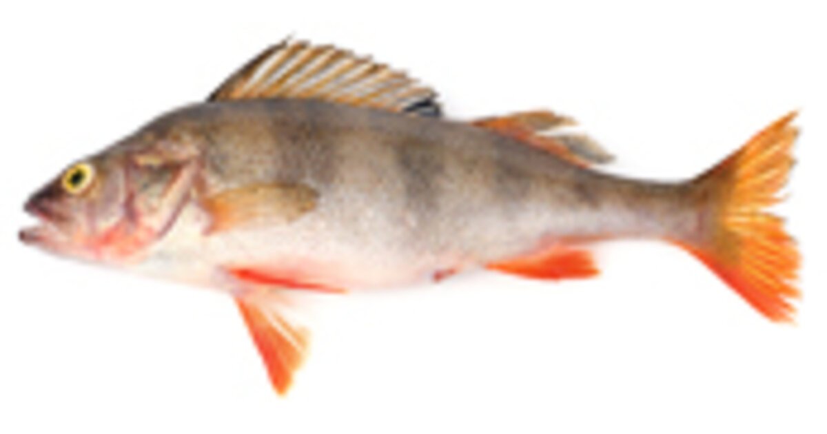 Freshwater Fish: White Perch | Discover Boating