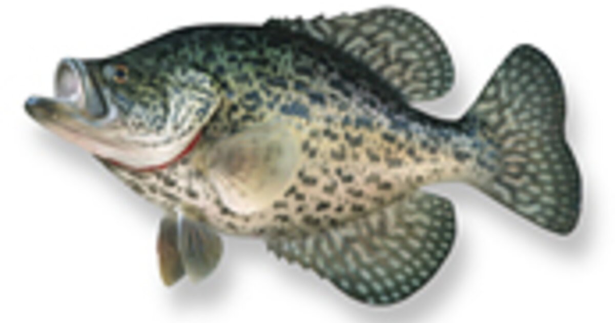 Freshwater Fishing: Black Crappie | Discover Boating