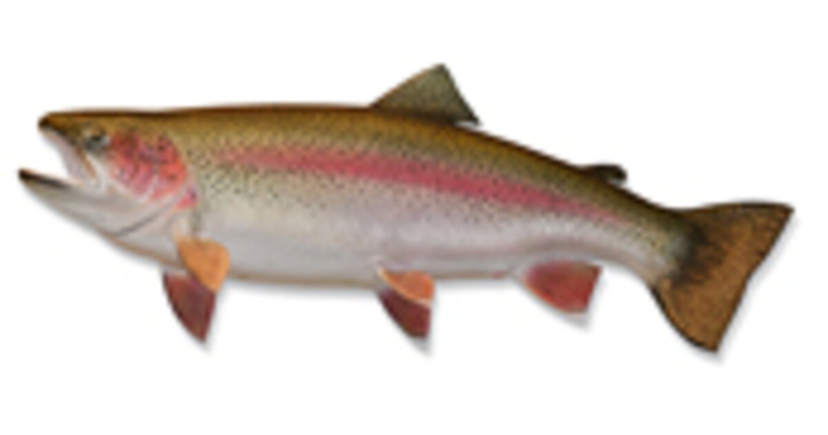 Freshwater Fishing: Rainbow Trout | Discover Boating