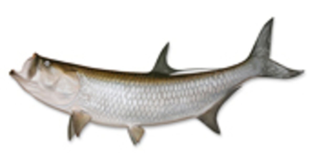 Saltwater Fish: Tarpon | Discover Boating