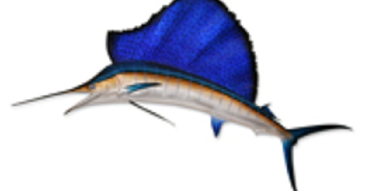 Saltwater Fish: Sailfish | Discover Boating