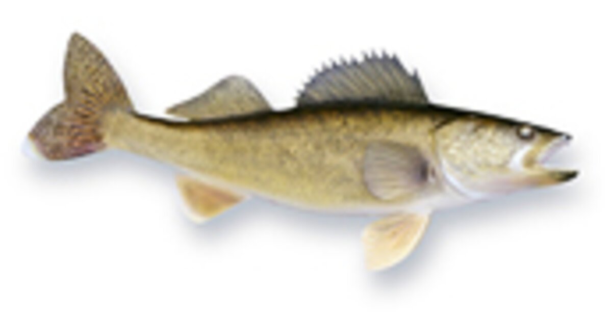 Freshwater Fish: Walleye | Discover Boating